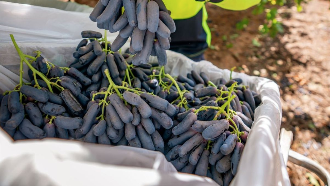 Pick of the Bunch • 21 September 2020 - Australian Table Grape Association
