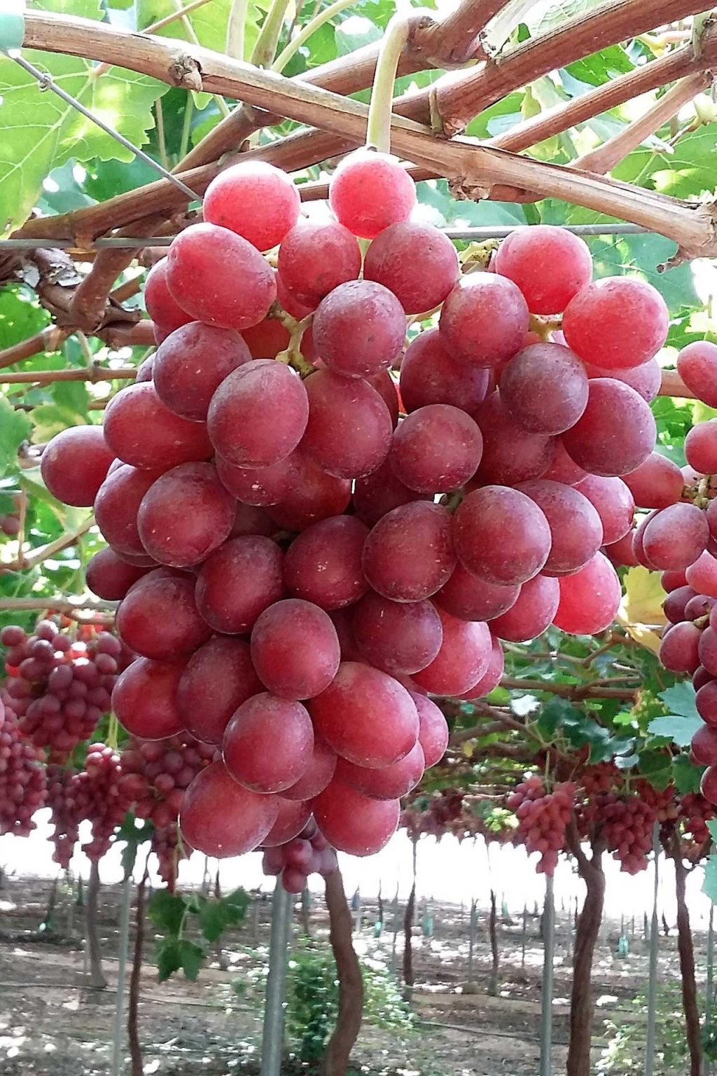 ALLISON - Australian Table Grape Association