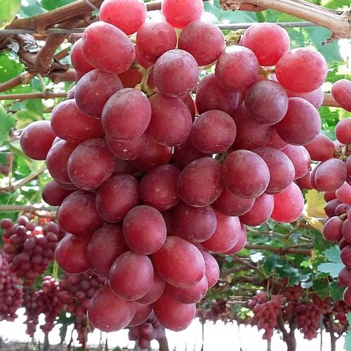 Colour Archives - Australian Table Grape Association