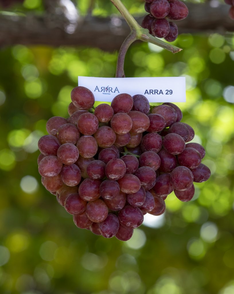 ARRA PASSION FIRE™ - Australian Table Grape Association