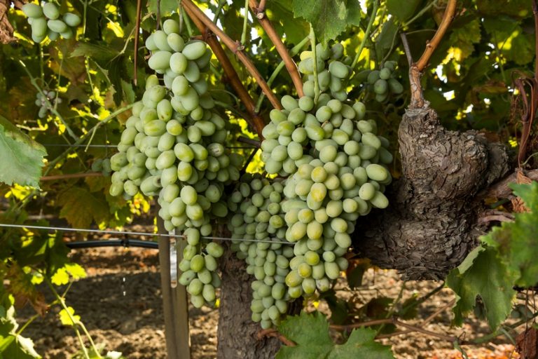 CALMERIA - Australian Table Grape Association