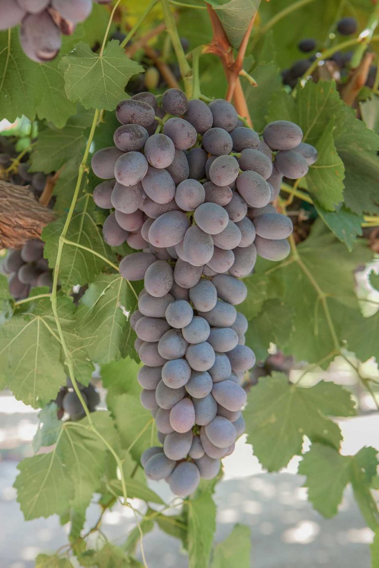 CANDY CRUNCH™ - Australian Table Grape Association