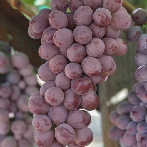 IFG Archives - Australian Table Grape Association