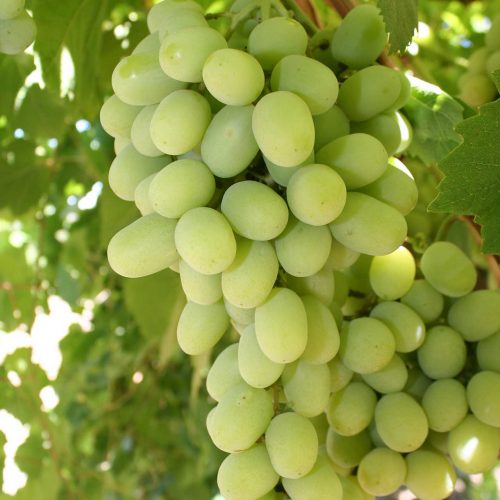 IFG Archives - Australian Table Grape Association