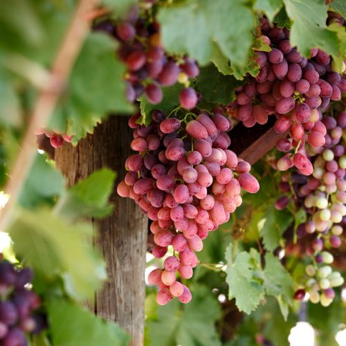 Varieties - Australian Table Grape Association