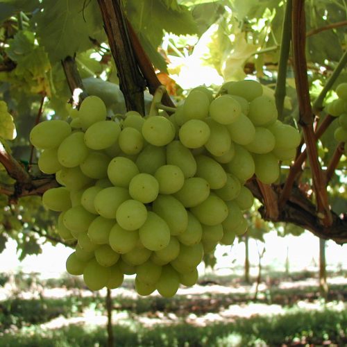 Varieties - Australian Table Grape Association