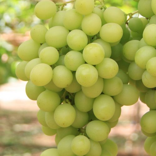 Varieties - Australian Table Grape Association