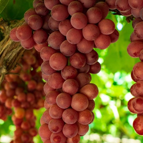 Varieties - Australian Table Grape Association