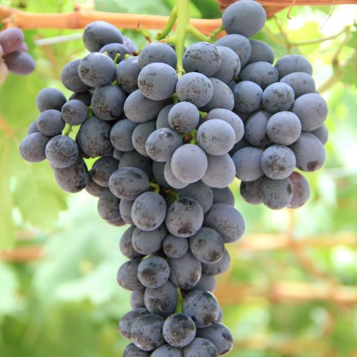 Varieties - Australian Table Grape Association