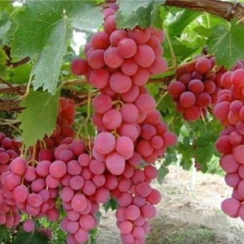 Varieties - Australian Table Grape Association