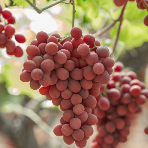 Varieties - Australian Table Grape Association