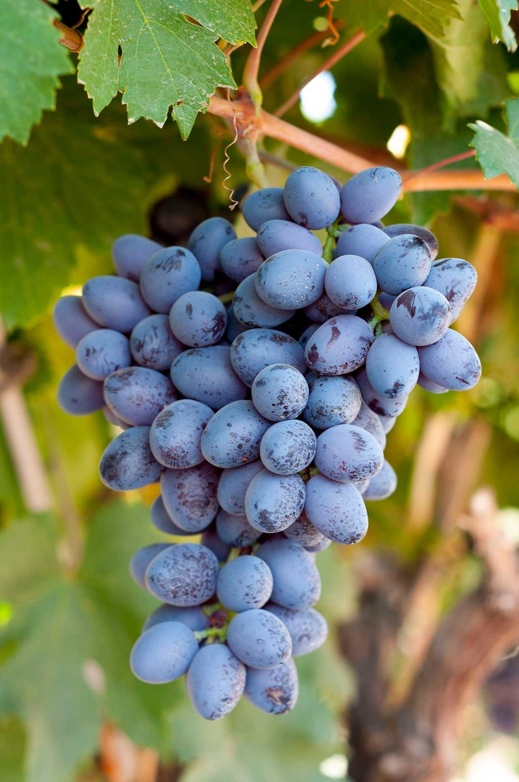 SWEET FAVORS™ - Australian Table Grape Association