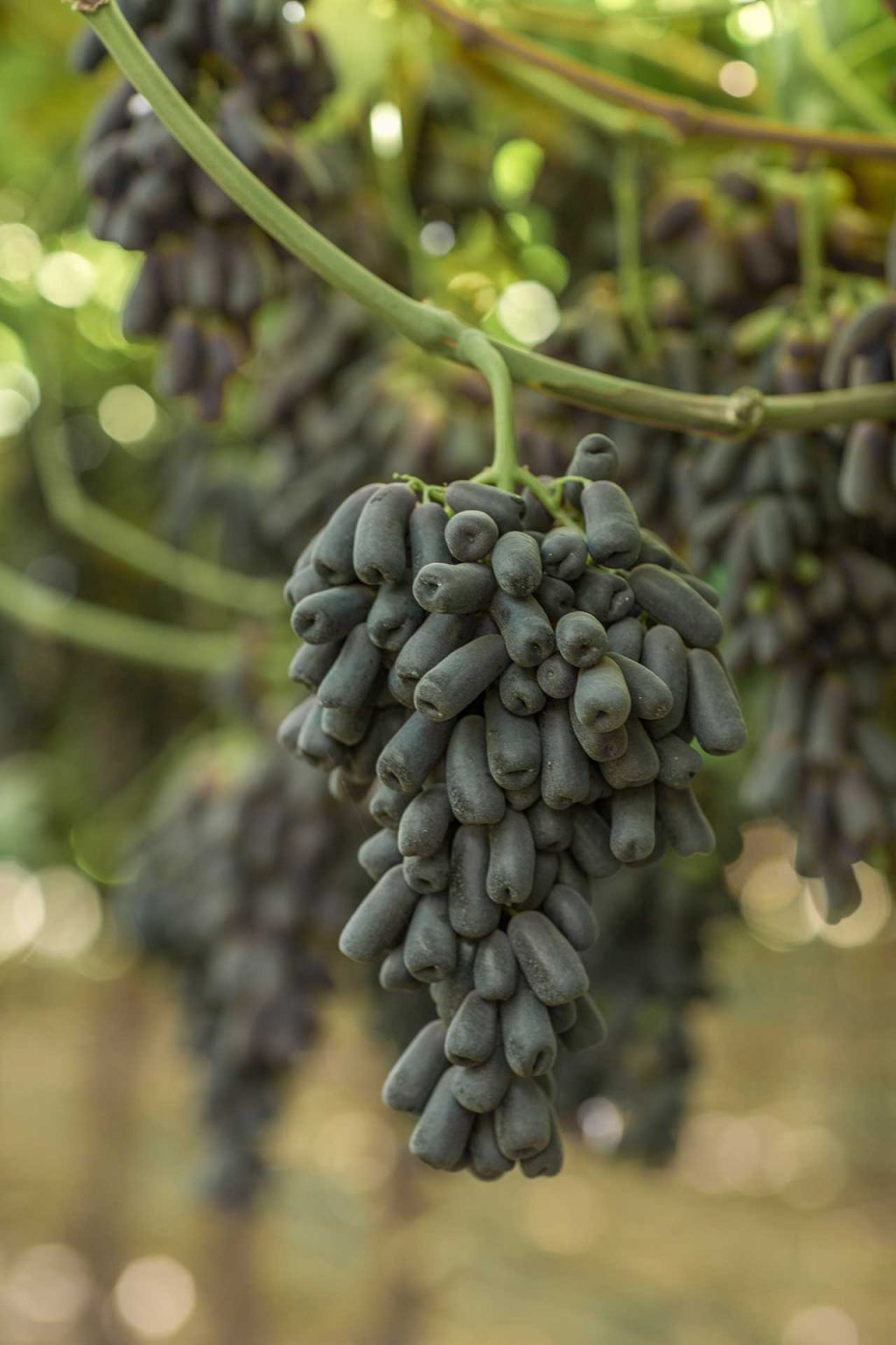 SWEET SAPPHIRE™ - Australian Table Grape Association
