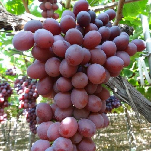 Varieties - Australian Table Grape Association