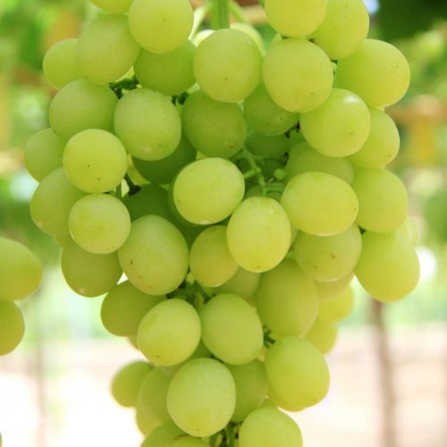 Varieties - Australian Table Grape Association