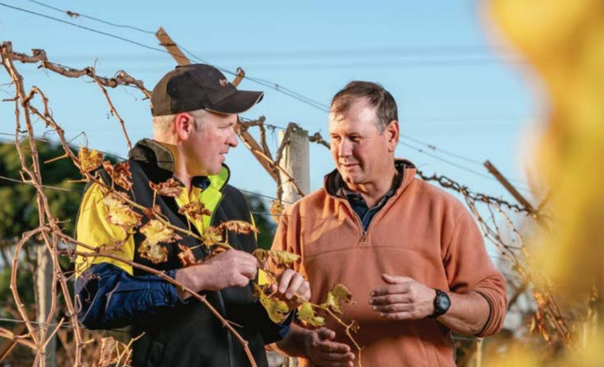 News & media - Australian Table Grape Association