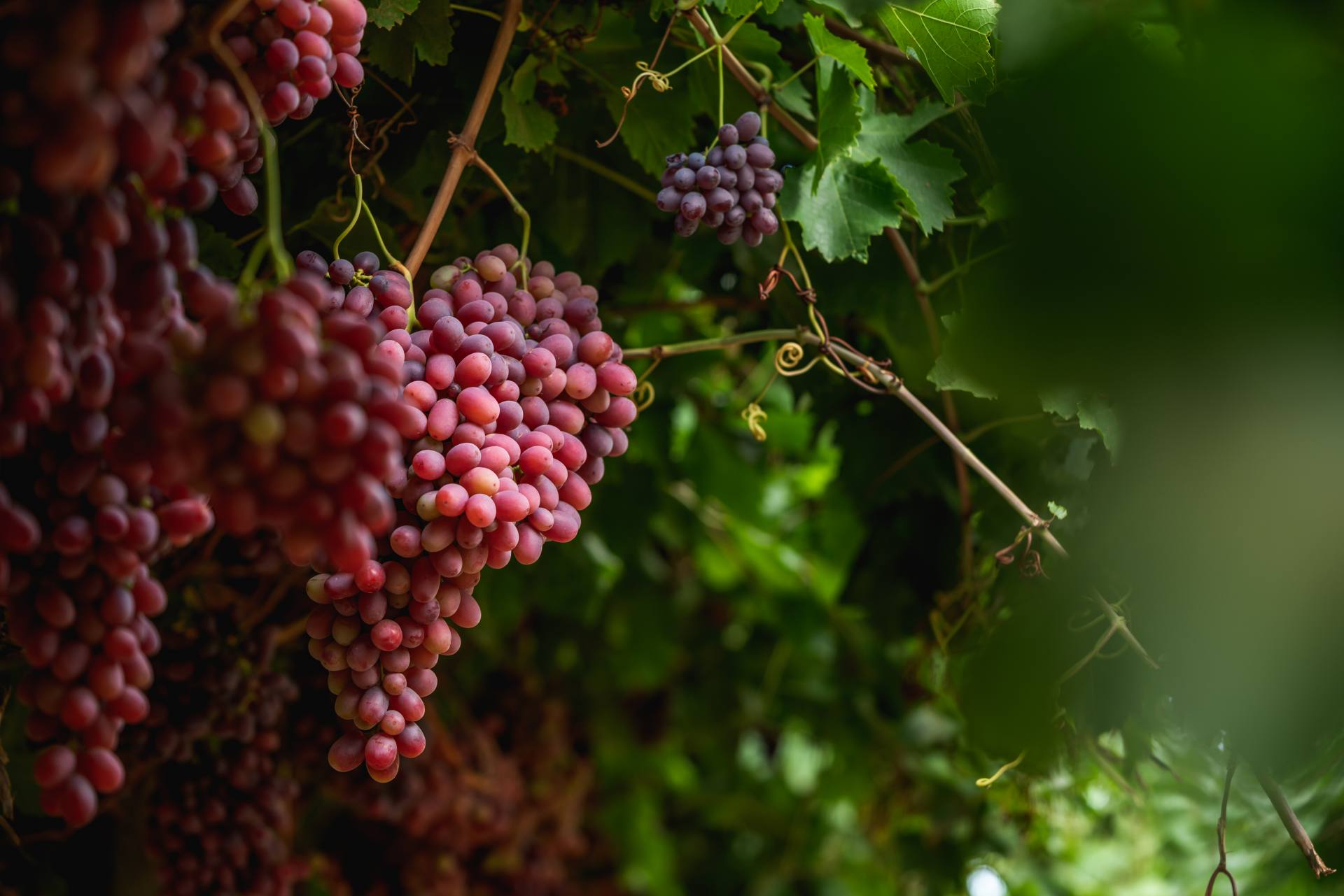 Pick of the Bunch - Australian Table Grape Association