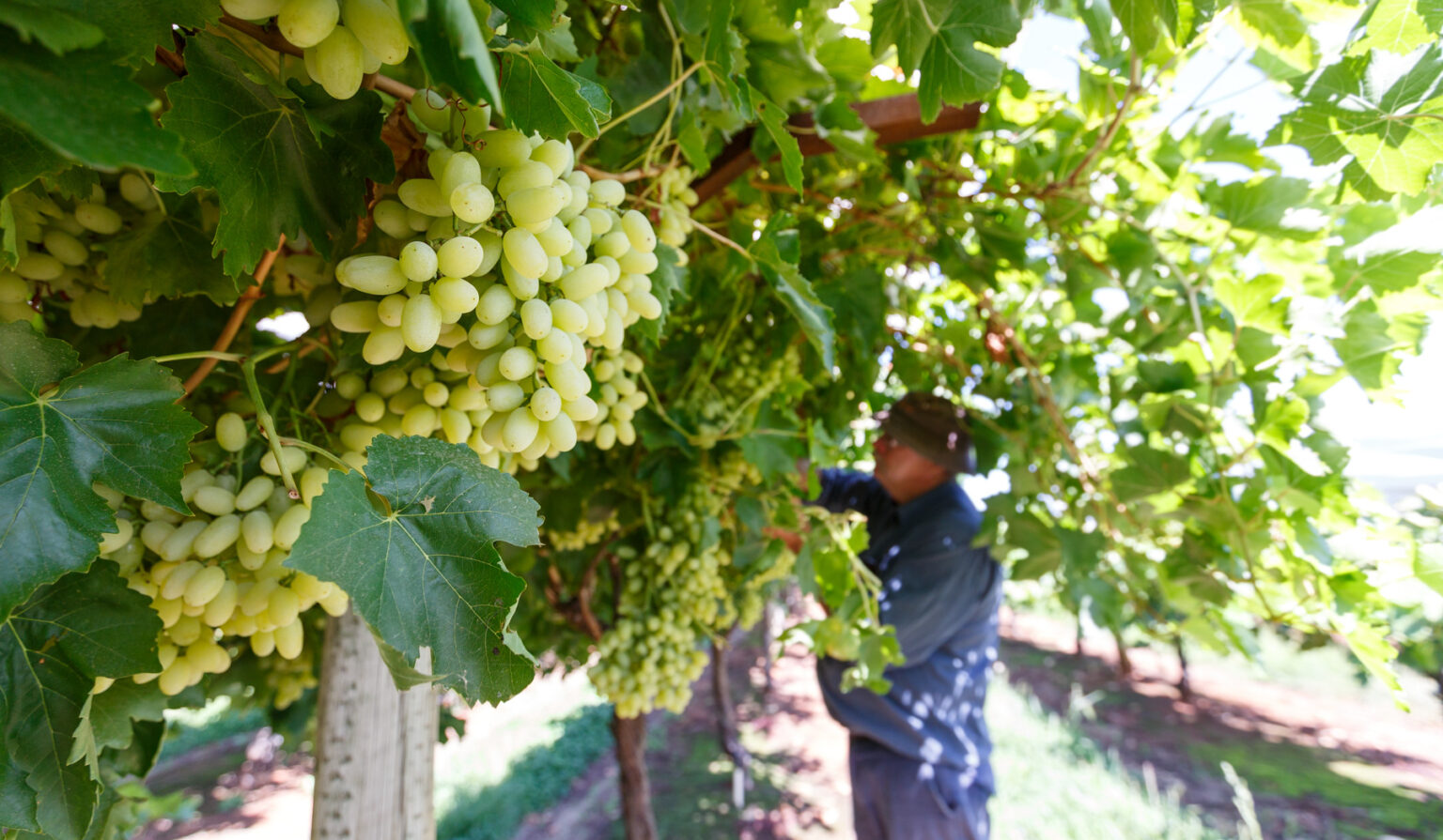 Australian Table Grape Association Inc.