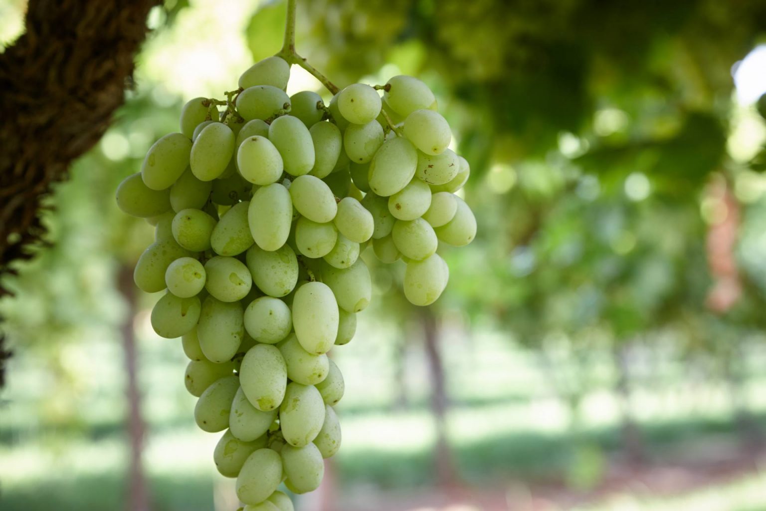 Grapes - Australian Table Grape Association