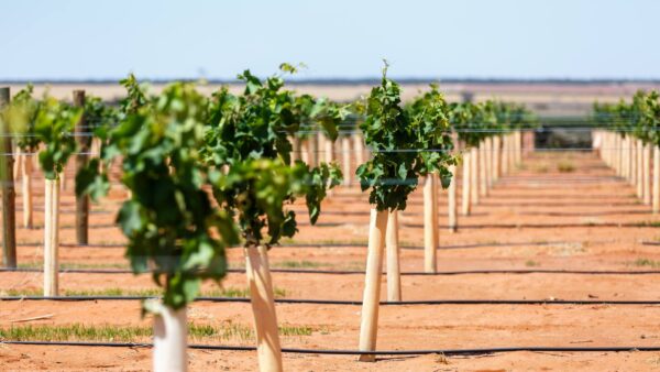 Australian Table Grape Association Inc.