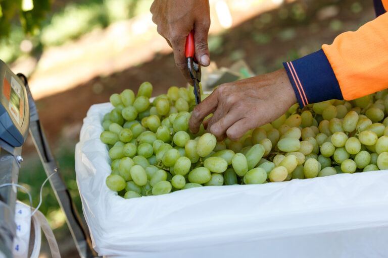 Australian Table Grape Association Inc.