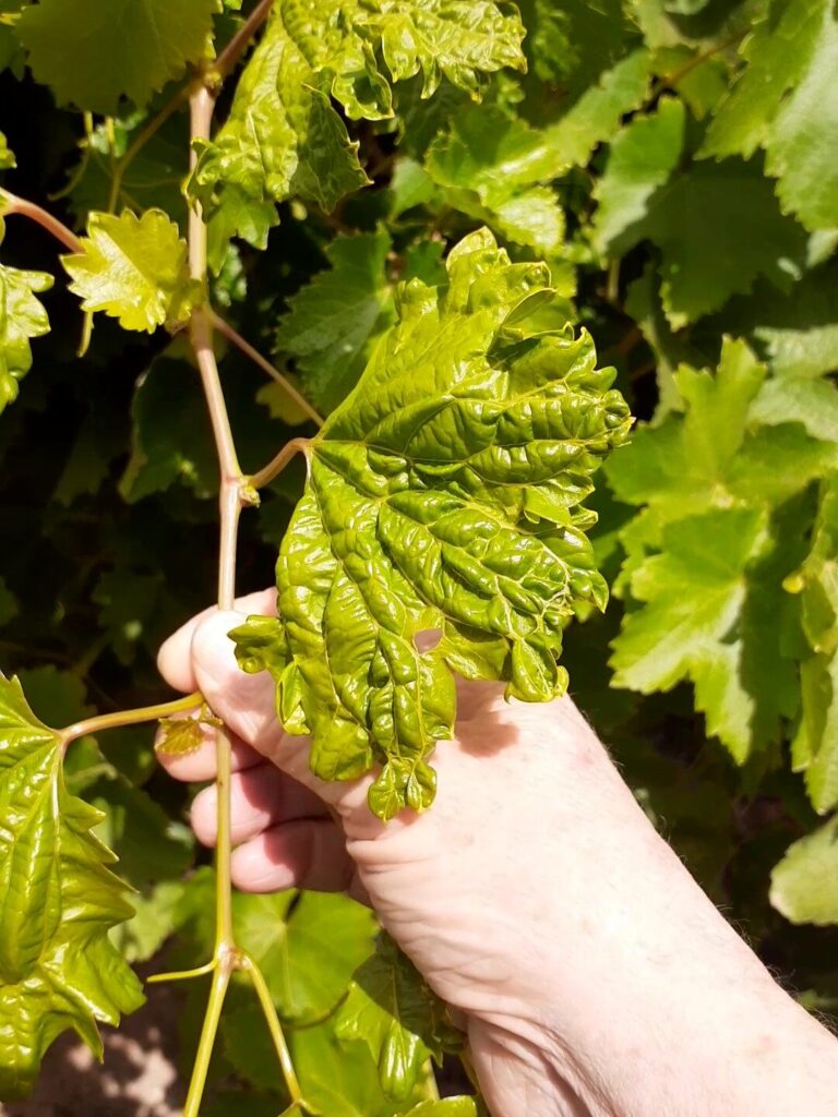 Accidental spray drift into vineyards - Australian Table Grape Association