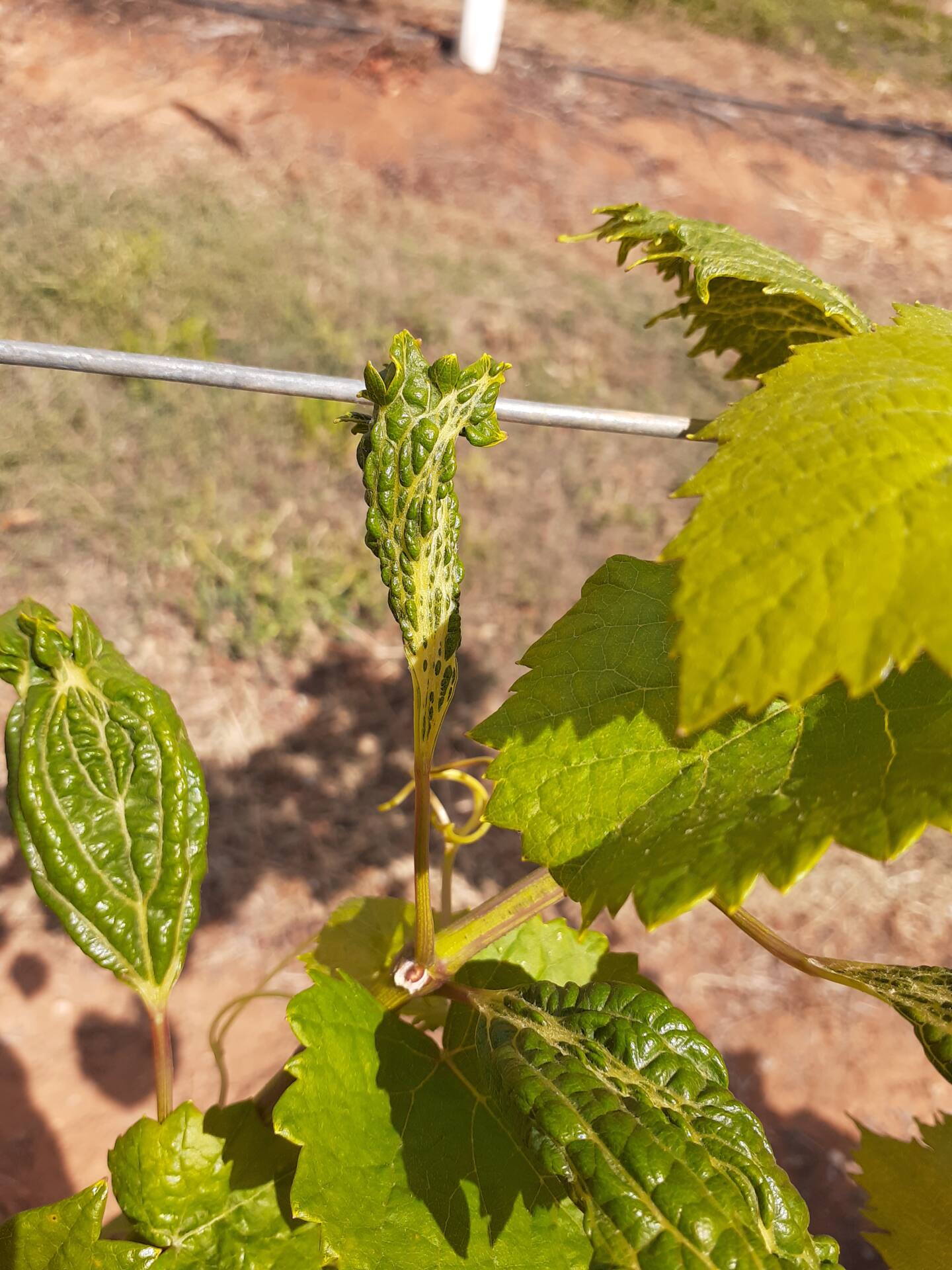 Accidental spray drift into vineyards - Australian Table Grape Association