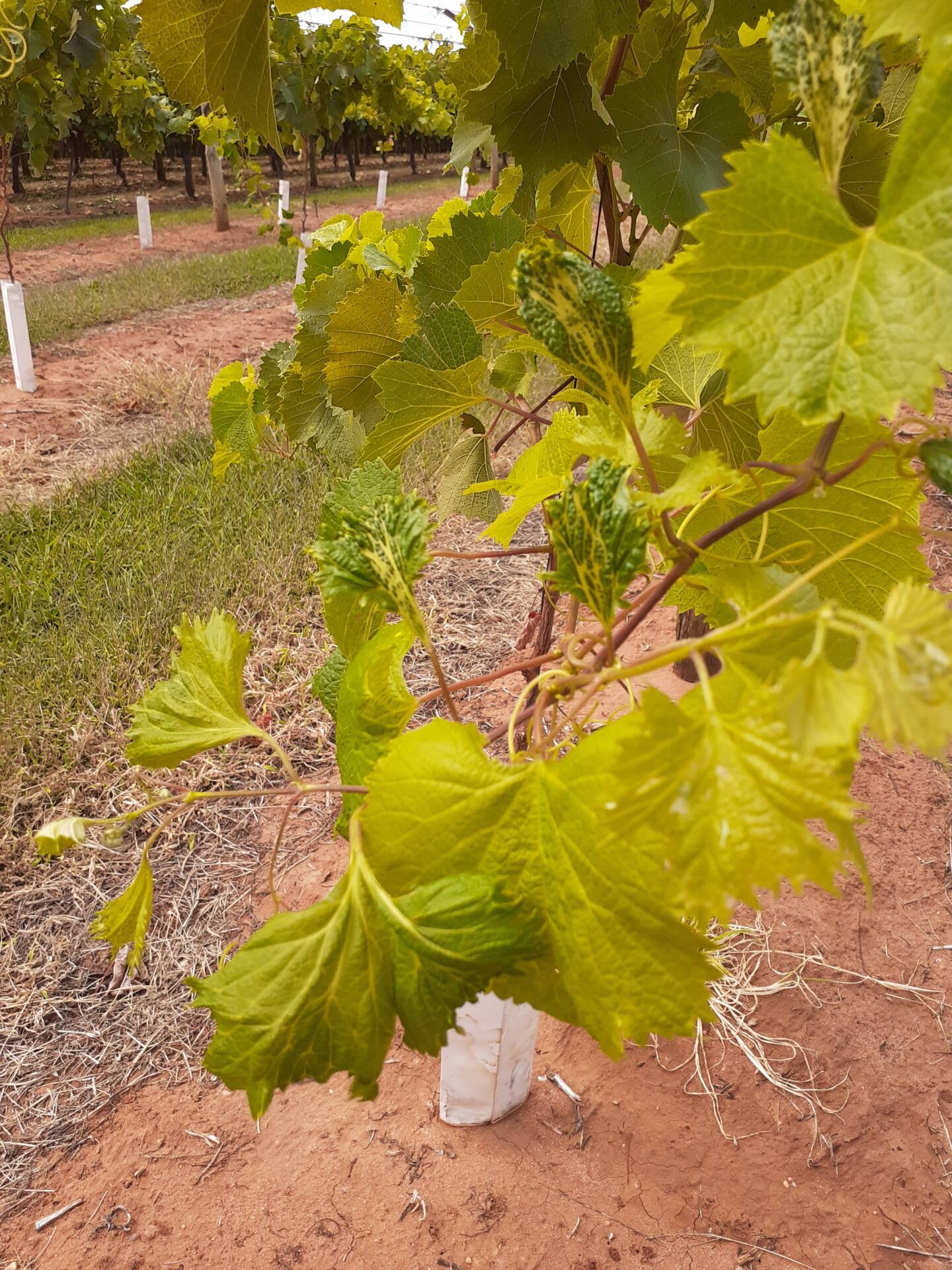 Accidental spray drift into vineyards - Australian Table Grape Association