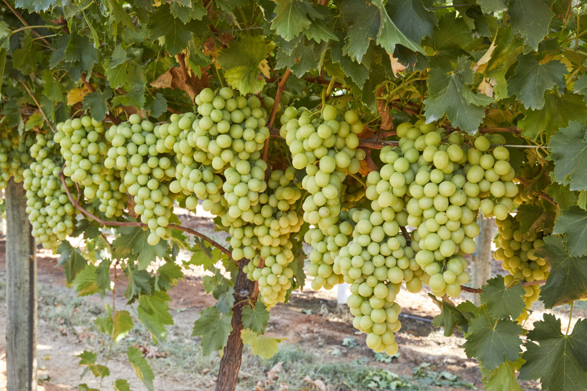 Costa Group - Australian Table Grape Association