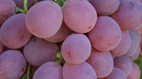 Divinely Fresh - Australian Table Grape Association