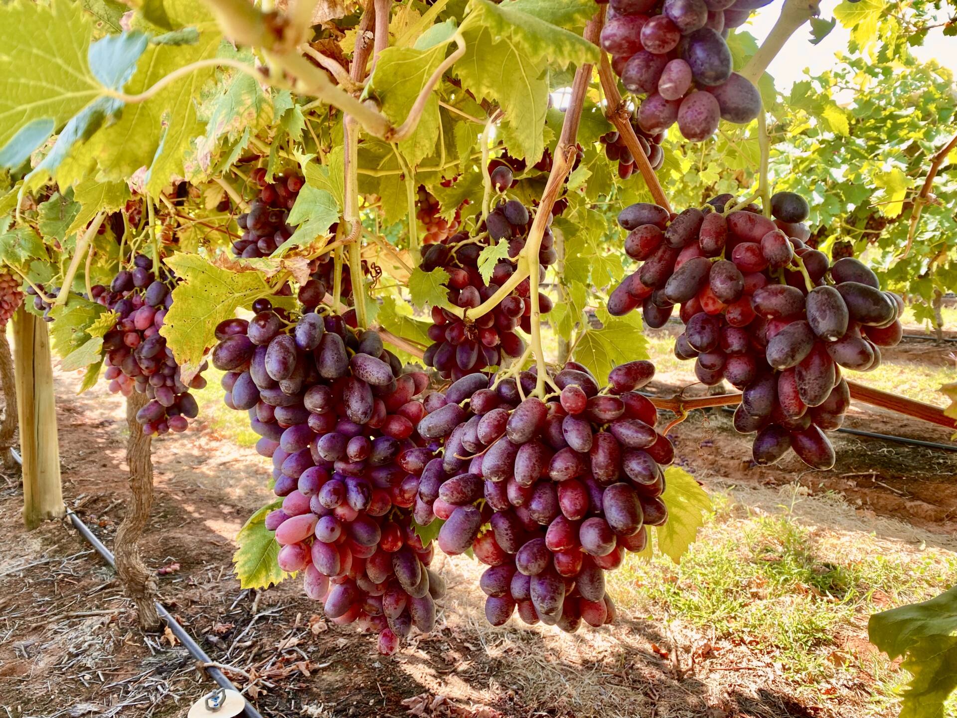 Albyfarms Produce - Australian Table Grape Association
