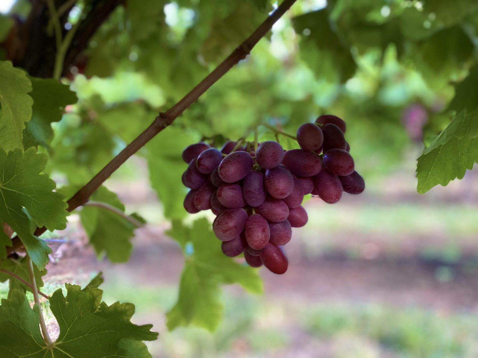 ITUMFIFTEEN - Australian Table Grape Association