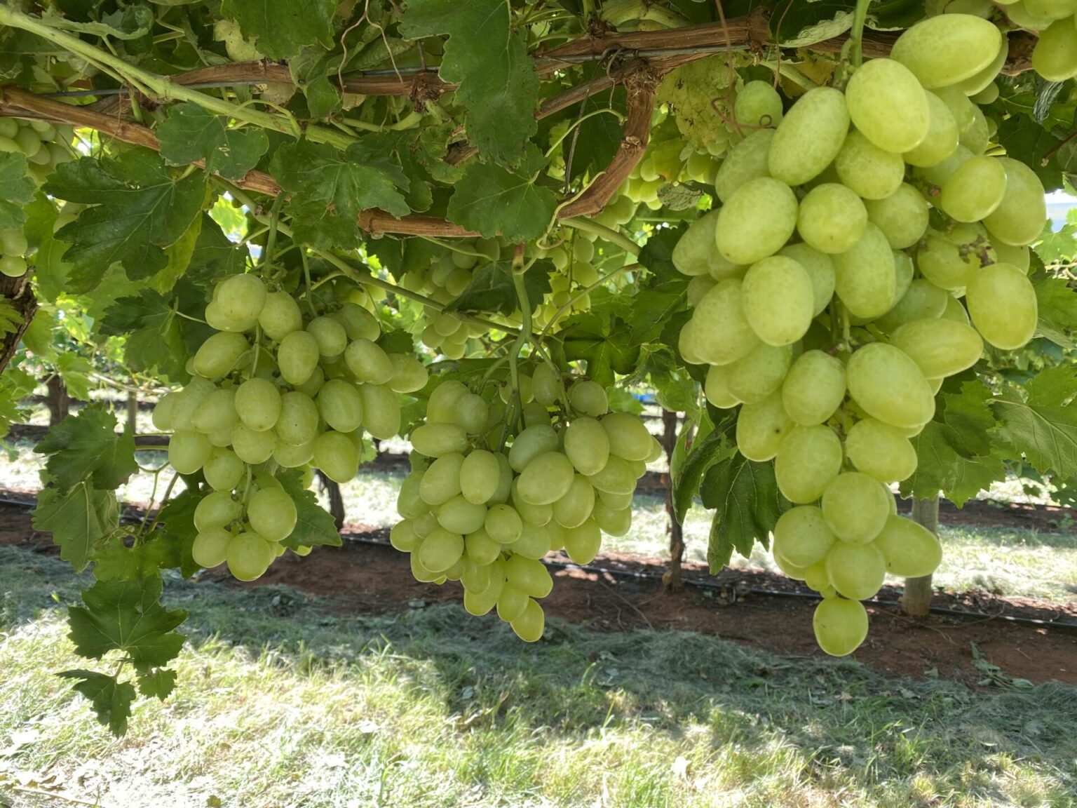 ITUMFIVE - Australian Table Grape Association