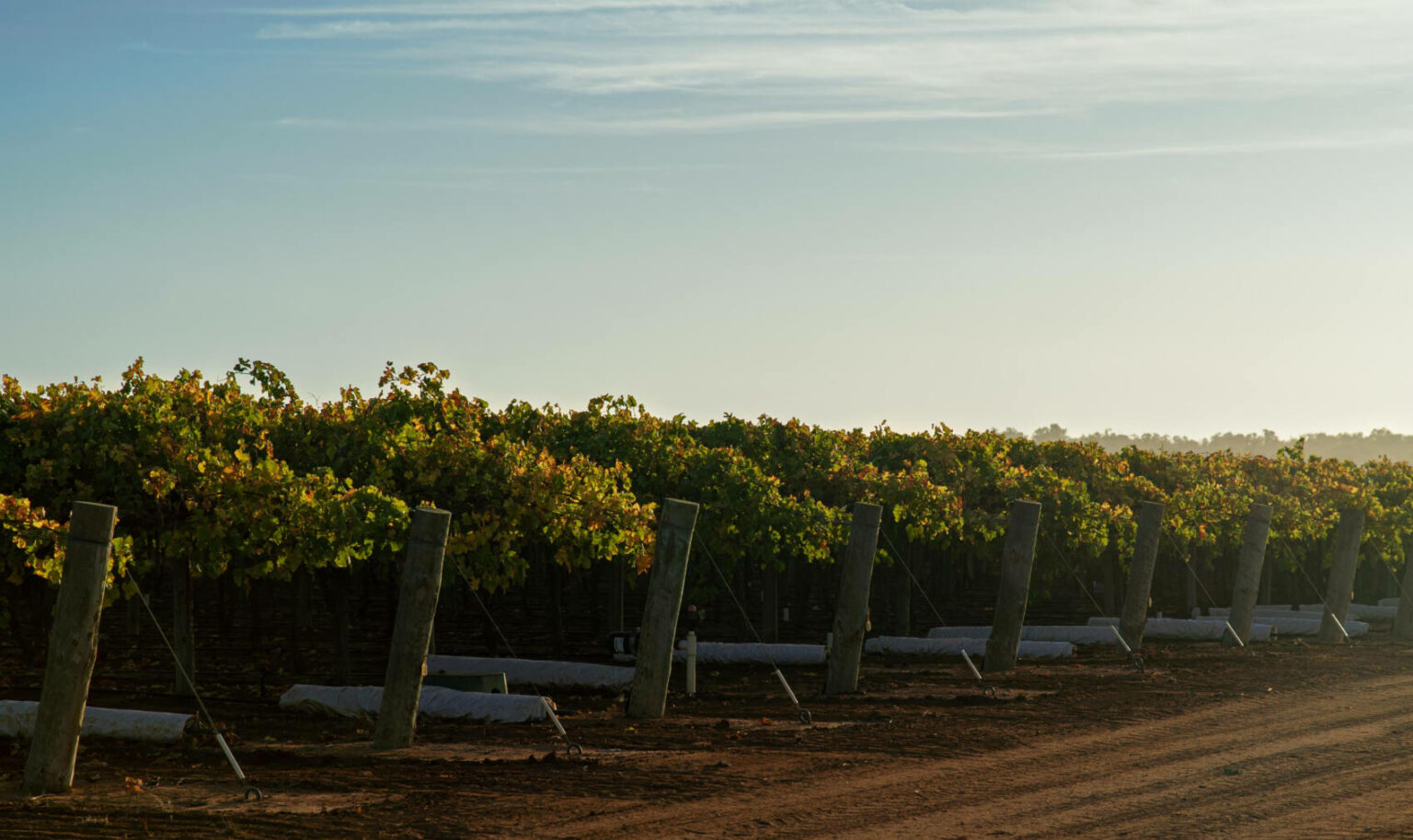 Algona - Australian Table Grape Association