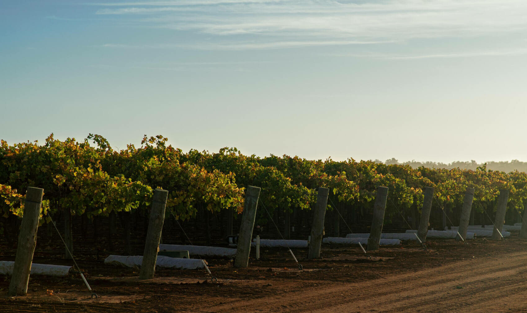 Algona - Australian Table Grape Association