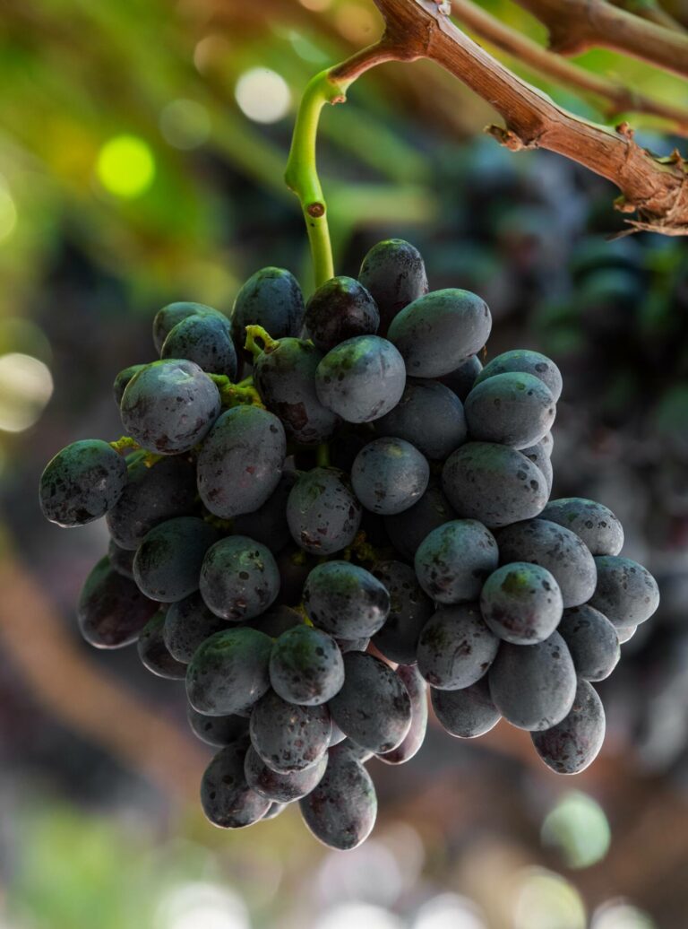 ARRA MYSTIC DREAM™ - Australian Table Grape Association