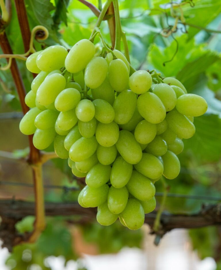 Varieties - Australian Table Grape Association
