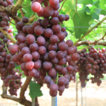 MAGENTA™ - Australian Table Grape Association