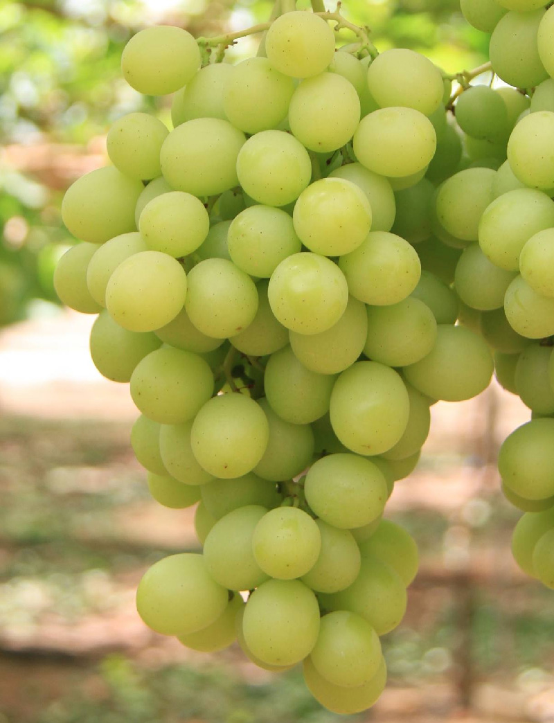 MENINDEE SEEDLESS - Australian Table Grape Association