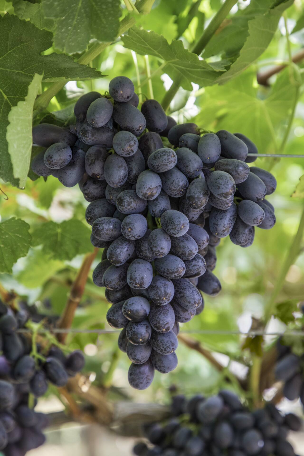 MIDNIGHT BEAUTY® - Australian Table Grape Association