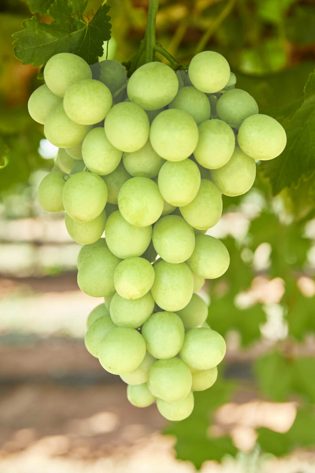 AUTUMNCRISP® - Australian Table Grape Association