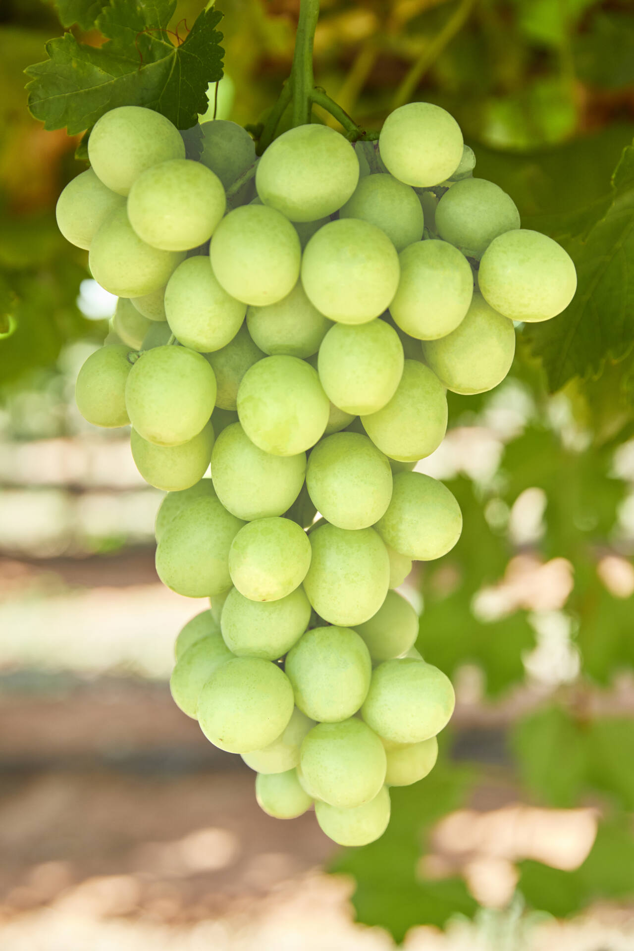AUTUMNCRISP® - Australian Table Grape Association
