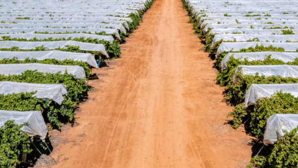 ATGA publications - Australian Table Grape Association