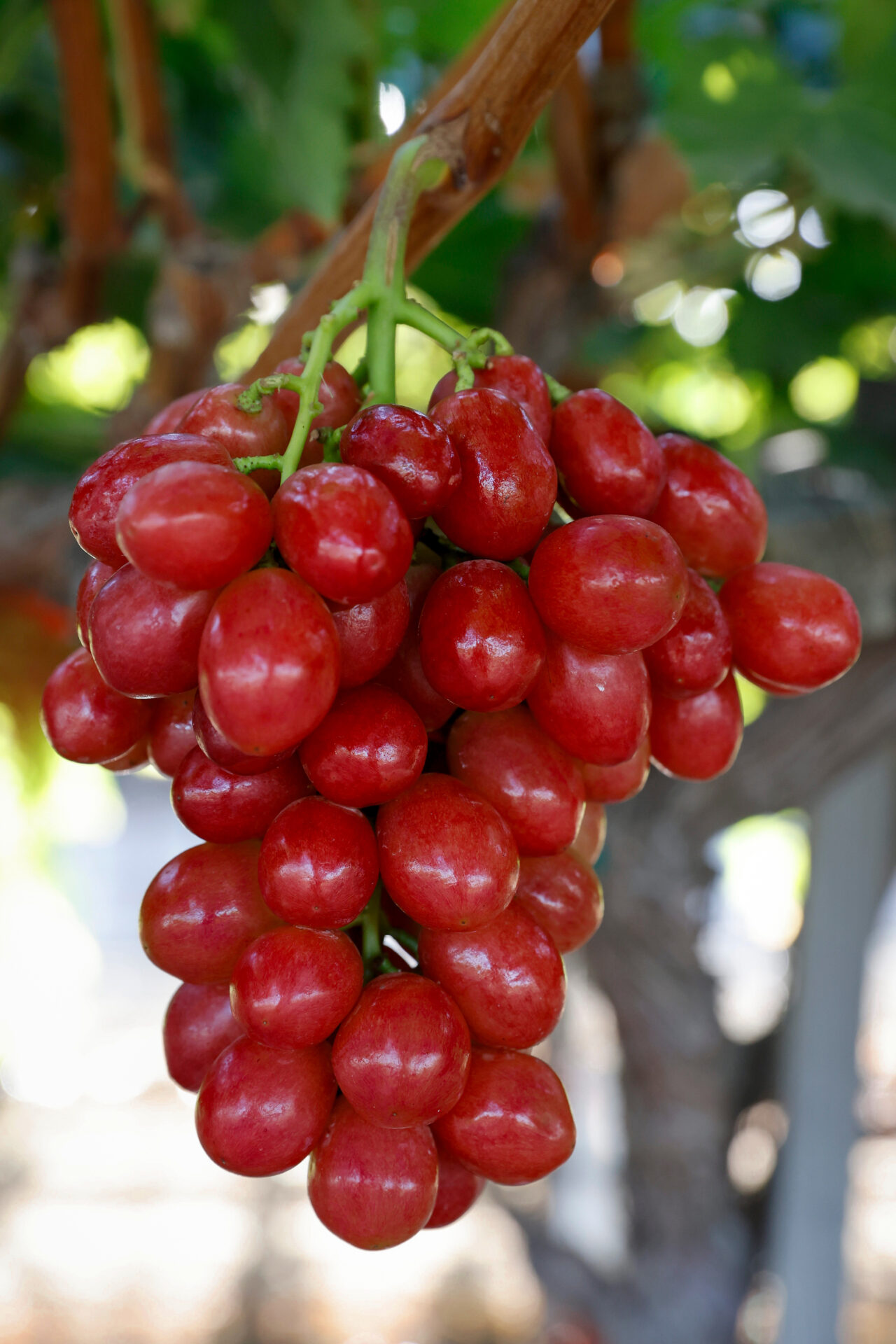 ARRA Fire Crunch™ - Australian Table Grape Association